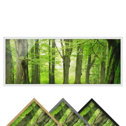 Wald Bild mit Rahmen Mighty Beech Trees