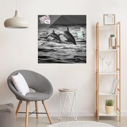 Glasbild Schwarz-Wei&szlig; Zwei springende Delfine