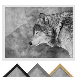 Schwarz-Wei&szlig; Bild mit Rahmen Winter Wolf