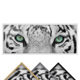 Schwarz-Wei&szlig; Bild mit Rahmen Wei&szlig;er Tiger