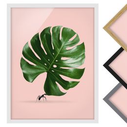 Bild mit Rahmen Ameise mit Monstera Blatt