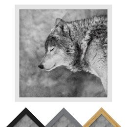 Schwarz-Wei&szlig; Bild mit Rahmen Winter Wolf