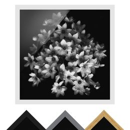 Blumen Bild mit Rahmen Dunkler Clematis Strau&szlig;