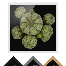 Blumen Bild mit Rahmen Euphorbia - Seeigelwolfsmilch