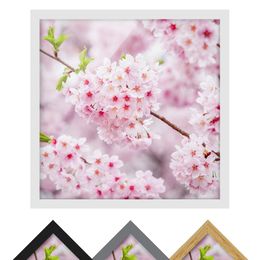 Bild mit Rahmen Japanische Kirschbl&uuml;ten
