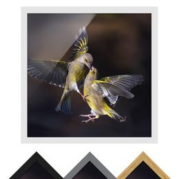 Bild mit Rahmen K&uuml;ssende Kolibris