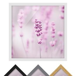 Bild mit Rahmen Zartvioletter Lavendel