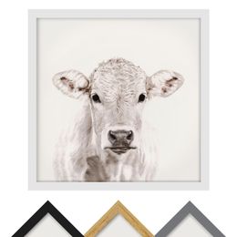 Bild mit Rahmen Wei&szlig;es Kalb