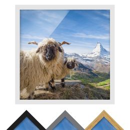 Bild mit Rahmen Schwarznasenschafe von Zermatt