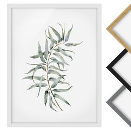 Bild mit Rahmen Aquarell Eucalyptus IV