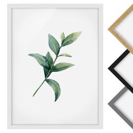 Bild mit Rahmen Aquarell Eucalyptus II