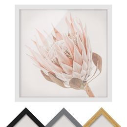 Bild mit Rahmen Protea K&ouml;nigin der Bl&uuml;ten