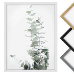 Bild mit Rahmen Eukalyptus im Wei&szlig;en Licht