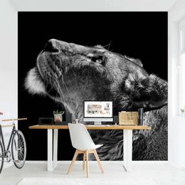 Fototapete Portrait einer L&ouml;win - Vliestapete nach Ma&szlig; Schwarz-Wei&szlig; Tiere Wohnzimmer Schlafzimmer Bad Badezimmer K&uuml;che Flur Esszimmer Schwarz/Wei&szlig;
