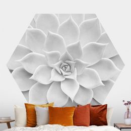 Hexagon Fototapete selbstklebend Kaktus Sukkulente
