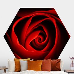 Hexagon Fototapete selbstklebend Liebliche Rose