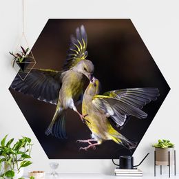 Hexagon Fototapete selbstklebend K&uuml;ssende Kolibris