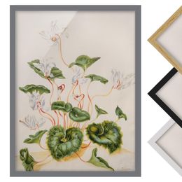Bild mit Rahmen Anna Maria Sibylla Merian - Wei&szlig;e Veilchen