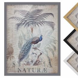Bild mit Rahmen Shabby Chic Collage - Pfau