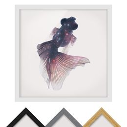 Bild mit Rahmen Fisch mit Galaxie