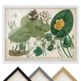 Bild mit Rahmen Vintage Illustration Wei&szlig;e Wasserlilie