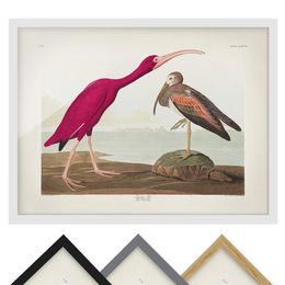 Bild mit Rahmen Vintage Lehrtafel Roter Ibis
