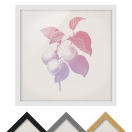 Bild mit Rahmen Modern Vintage Botanik Pfirsich Rosa Violett