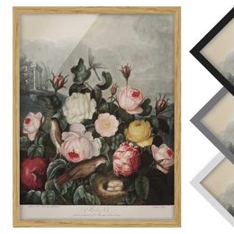 Bild mit Rahmen Botanik Vintage Illustration Rosen