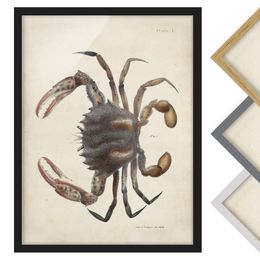 Bild mit Rahmen Vintage Illustration Krabbe