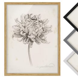 Bild mit Rahmen Botanische Studie Chrysantheme I