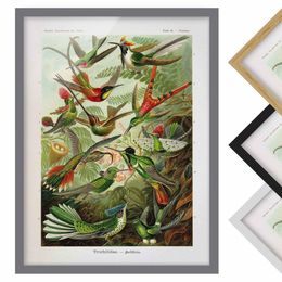 Bild mit Rahmen Vintage Lehrtafel Kolibris