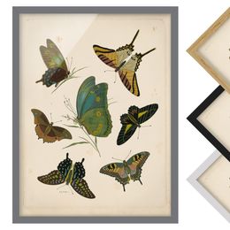 Bild mit Rahmen Vintage Illustration Exotische Schmetterlinge