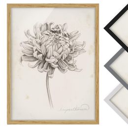 Bild mit Rahmen Botanische Studie Chrysantheme I