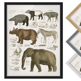 Bild mit Rahmen Vintage Lehrtafel Elefant, Zebra und Nashorn