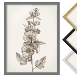 Bild mit Rahmen Botanische Studie in Sepia II