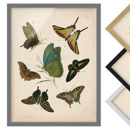 Bild mit Rahmen Vintage Illustration Exotische Schmetterlinge