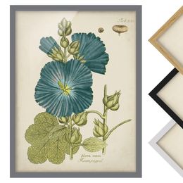 Bild mit Rahmen Vintage Botanik in Blau Rosenpappel