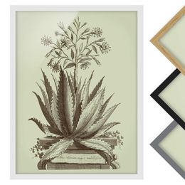 Bild mit Rahmen Vintage Aloe Serrata