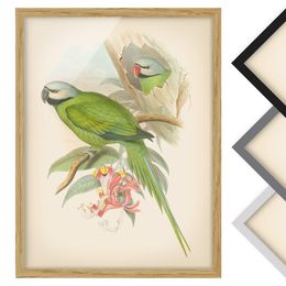 Bild mit Rahmen Vintage Illustration Tropische V&ouml;gel II