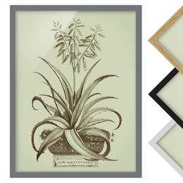 Bild mit Rahmen Vintage Aloe Vera Vulgaris