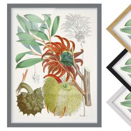 Bild mit Rahmen Vintage Illustration Tropische Bl&uuml;ten II