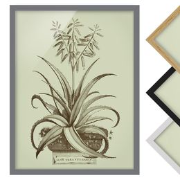 Bild mit Rahmen Vintage Aloe Vera Vulgaris