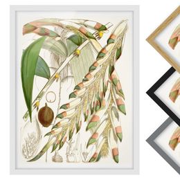 Bild mit Rahmen Vintage Illustration Tropische Bl&uuml;ten III