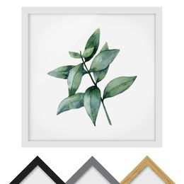 Bild mit Rahmen Aquarell Eucalyptus III