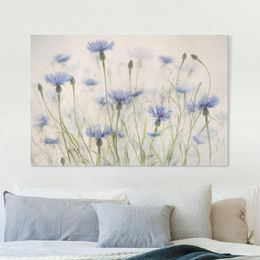 Leinwandbild Kornblumen und Gr&auml;ser im Feld - Wandbild bis XXL Print Botanik Tropical Blumen Floral Kunstdruck Landhausstil Wohnzimmer Schlafzimmer