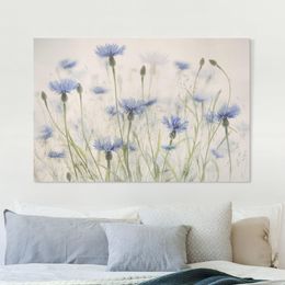 Leinwandbild Kornblumen und Gr&auml;ser im Feld - Wandbild bis XXL Print Botanik Tropical Blumen Floral Kunstdruck Landhausstil Wohnzimmer Schlafzimmer