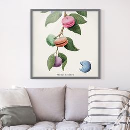 Bild mit Rahmen Vintage Pflanze - Macaron