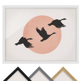Bild mit Rahmen V&ouml;gel vor rosa Sonne III
