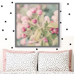 Bild mit Rahmen Apfelbl&uuml;te Bokeh rosa