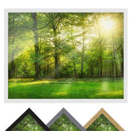 Bild mit Rahmen Spaziergang im Wald
